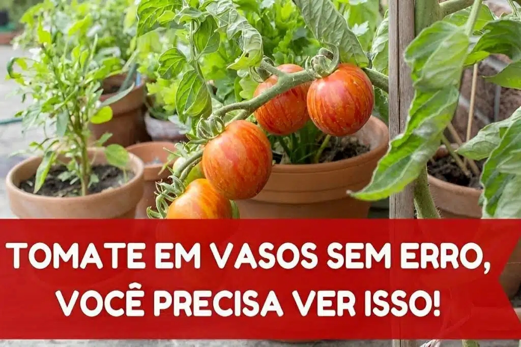 Como plantar tomate em vaso e tê-lo sempre fresquinho na sua casa ou ...