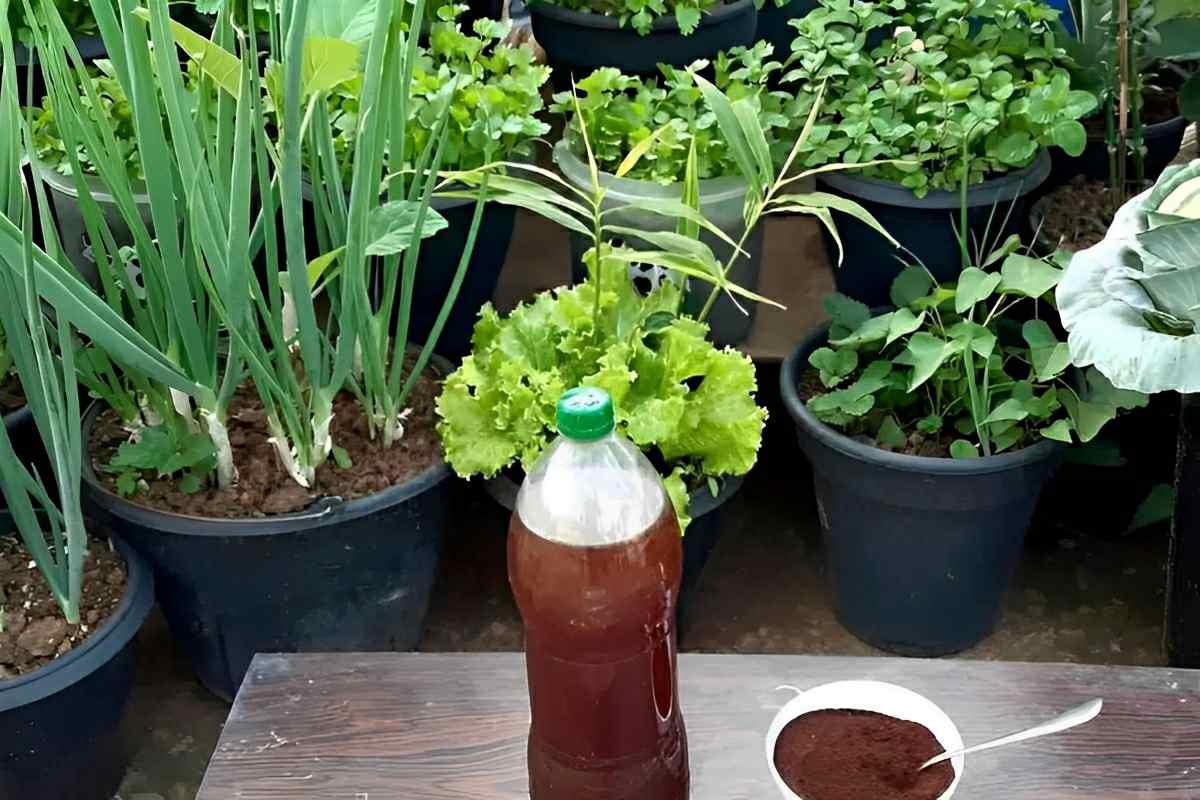 Adubo caseiro com borra de café para suas plantas crescerem fortes e ...