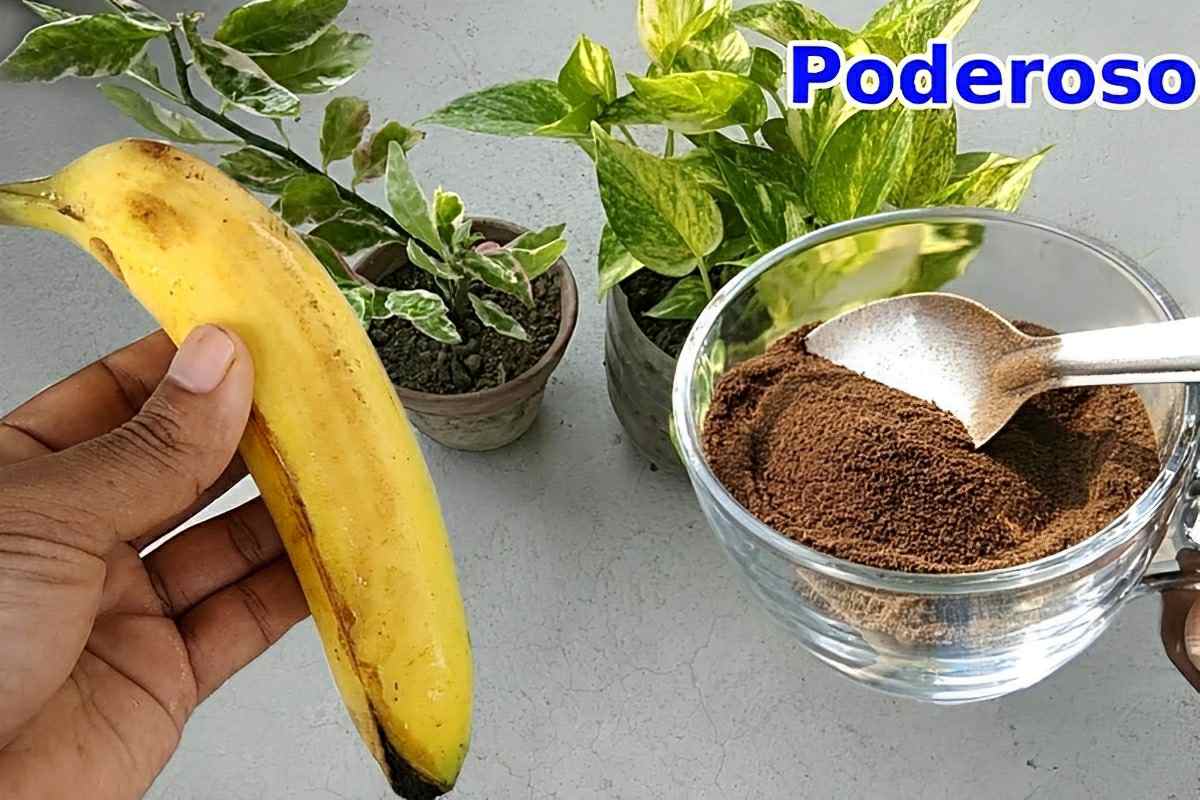 Fiz um adubo caseiro para plantas poderoso usando somente cascas de ...